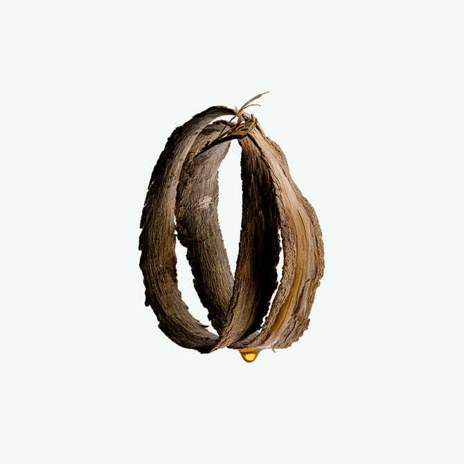 OUR FRAGRANCES – Corpus Naturals