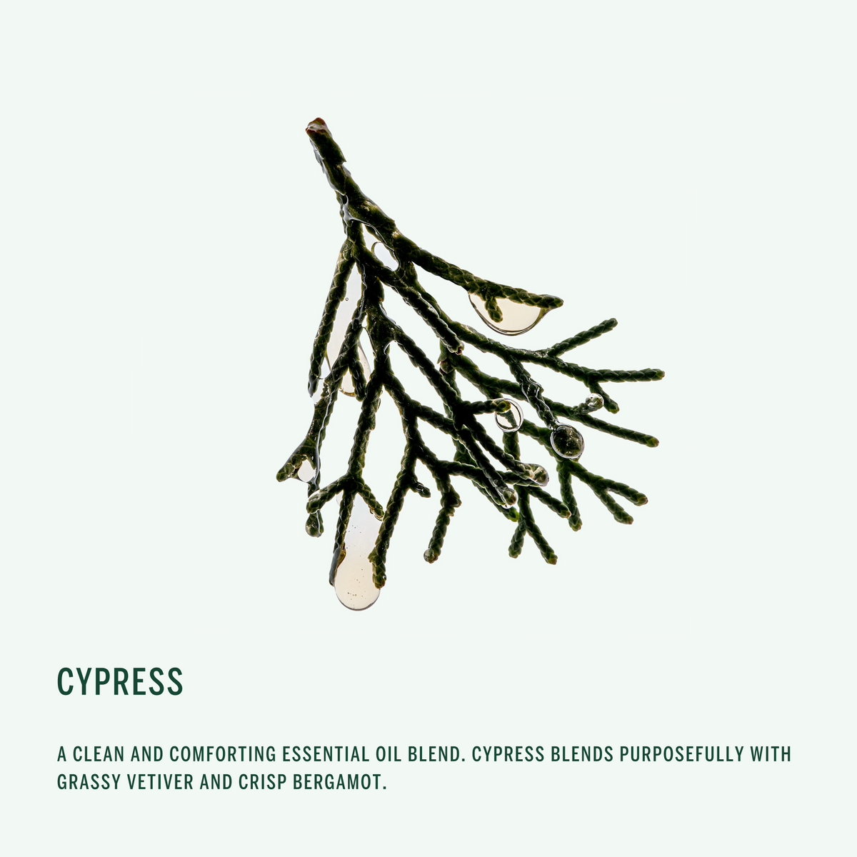 THE HAIR & SCALP SET: CYPRESS – Corpus Naturals